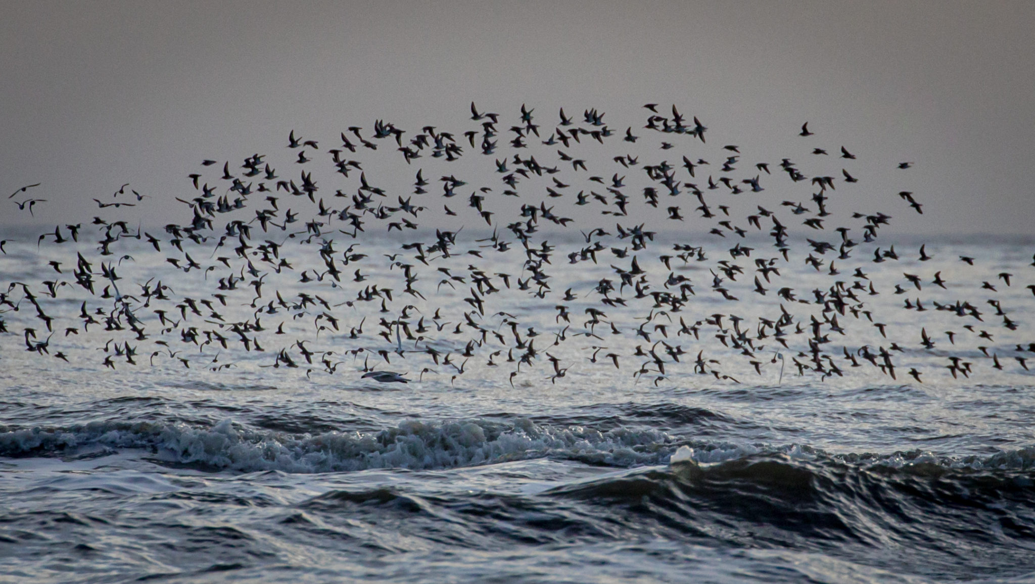 Swarming | Great Bird Pics