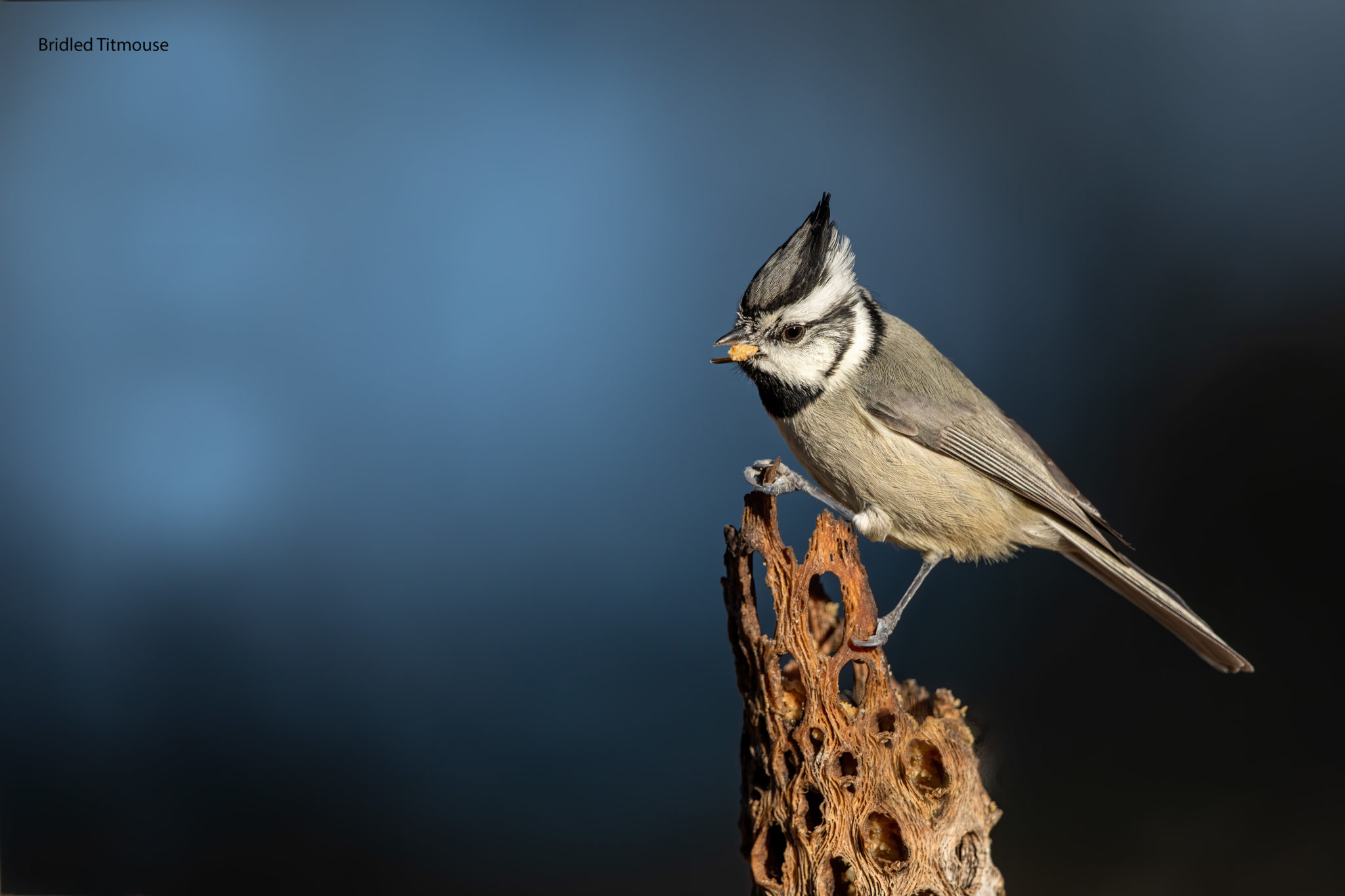 Bridled Titmouse | Great Bird Pics