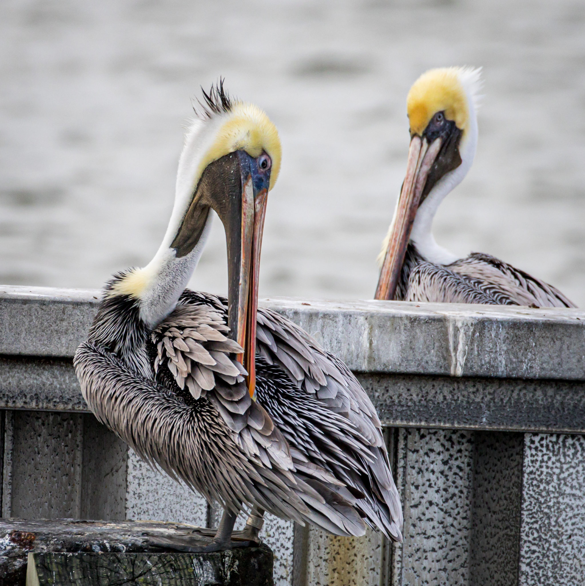 Here’s How to Preen | Great Bird Pics
