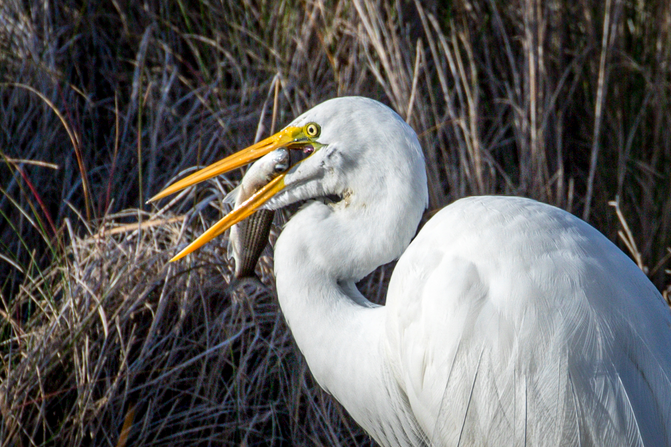 Breakfast – Two of Three | Great Bird Pics