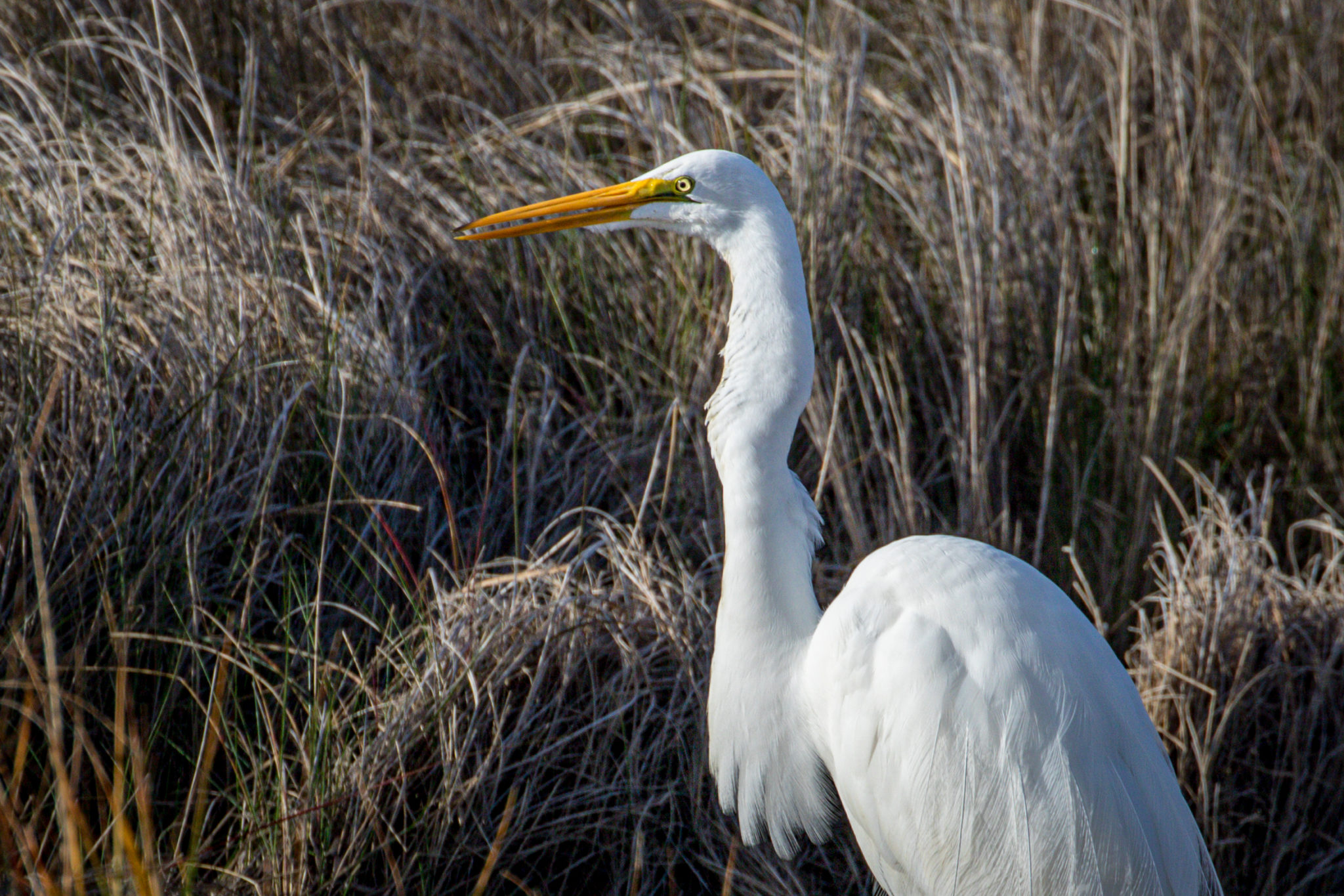 Breakfast – Three of Three | Great Bird Pics