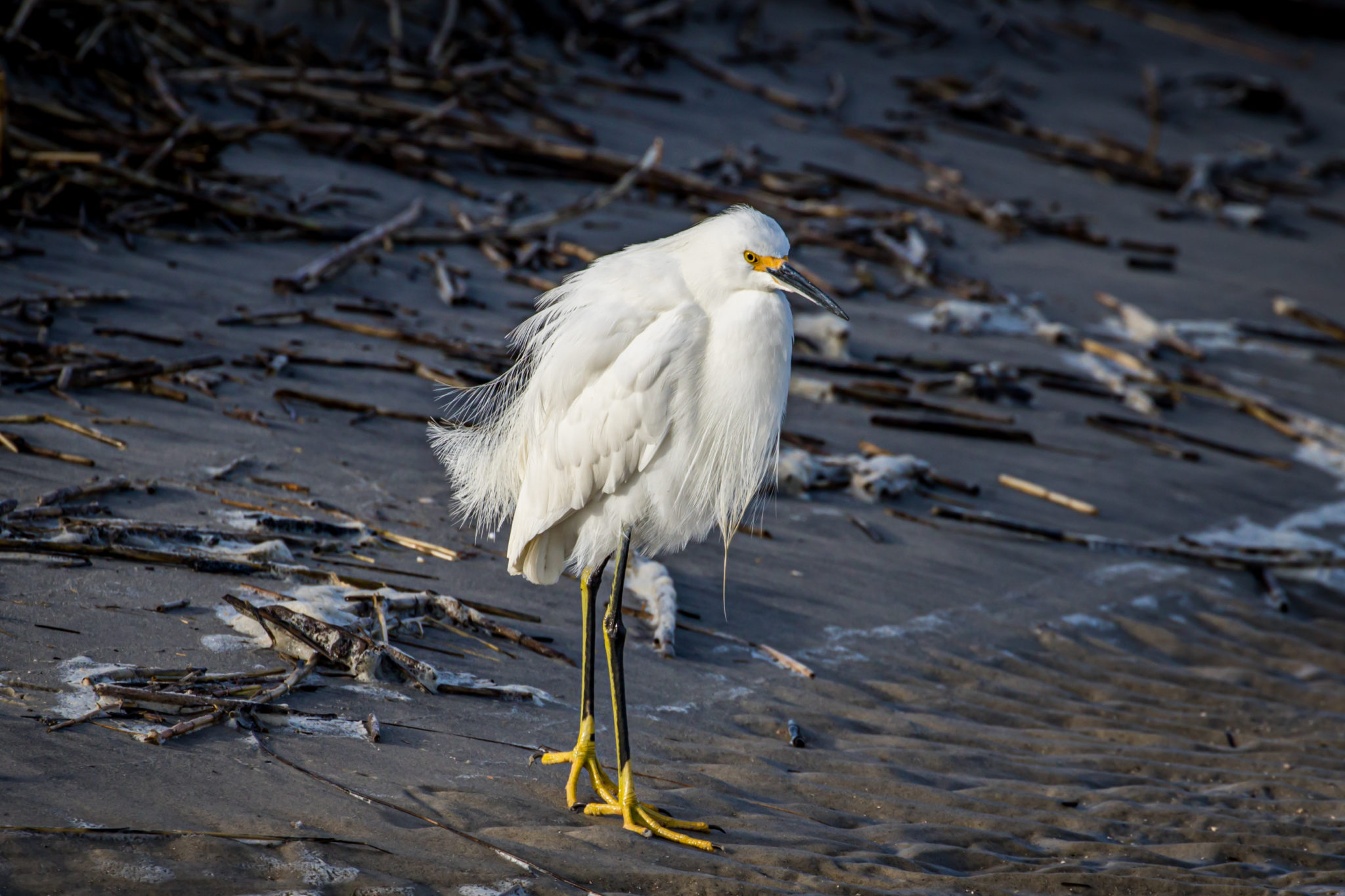 Ruffled | Great Bird Pics