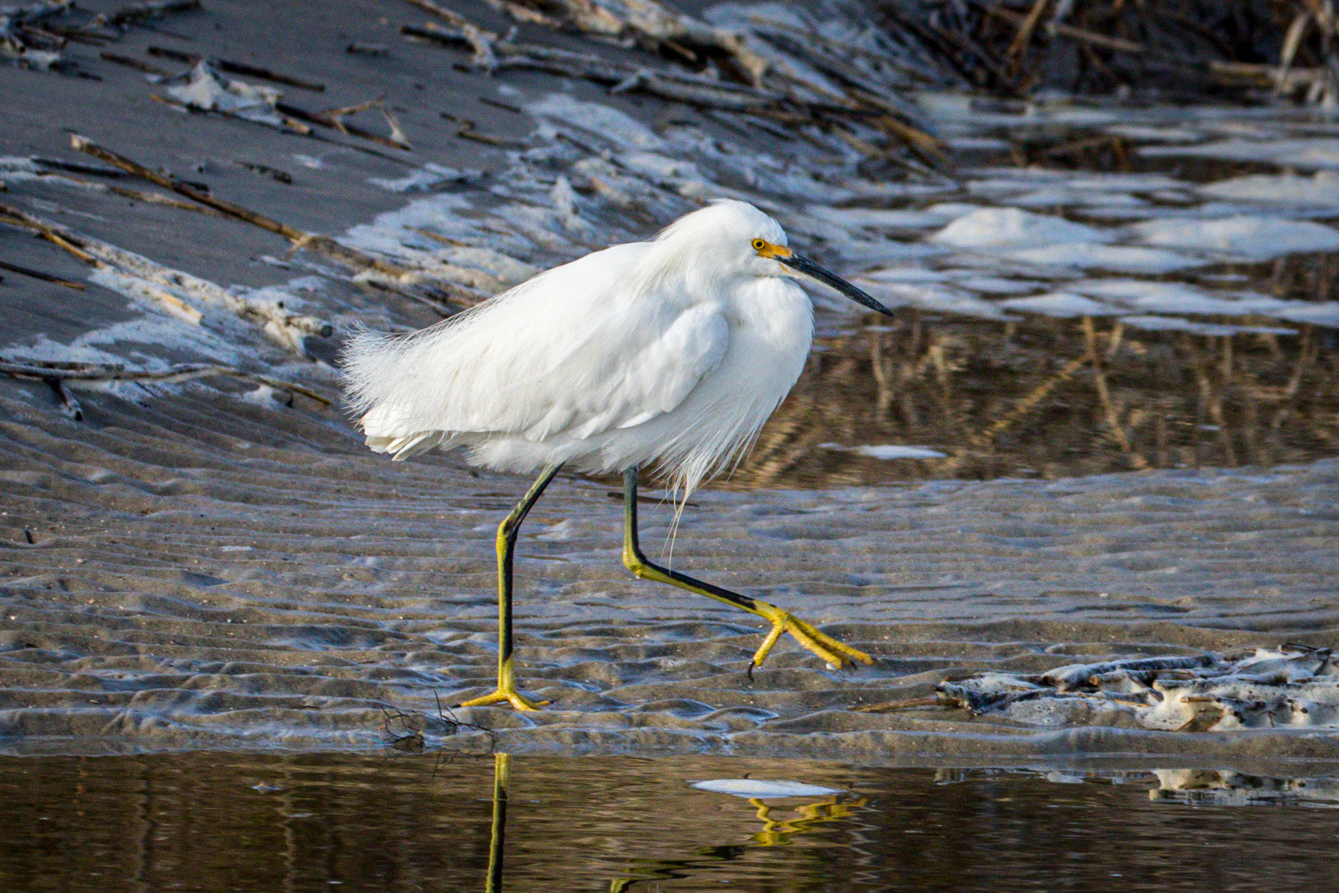 High Stepper | Great Bird Pics