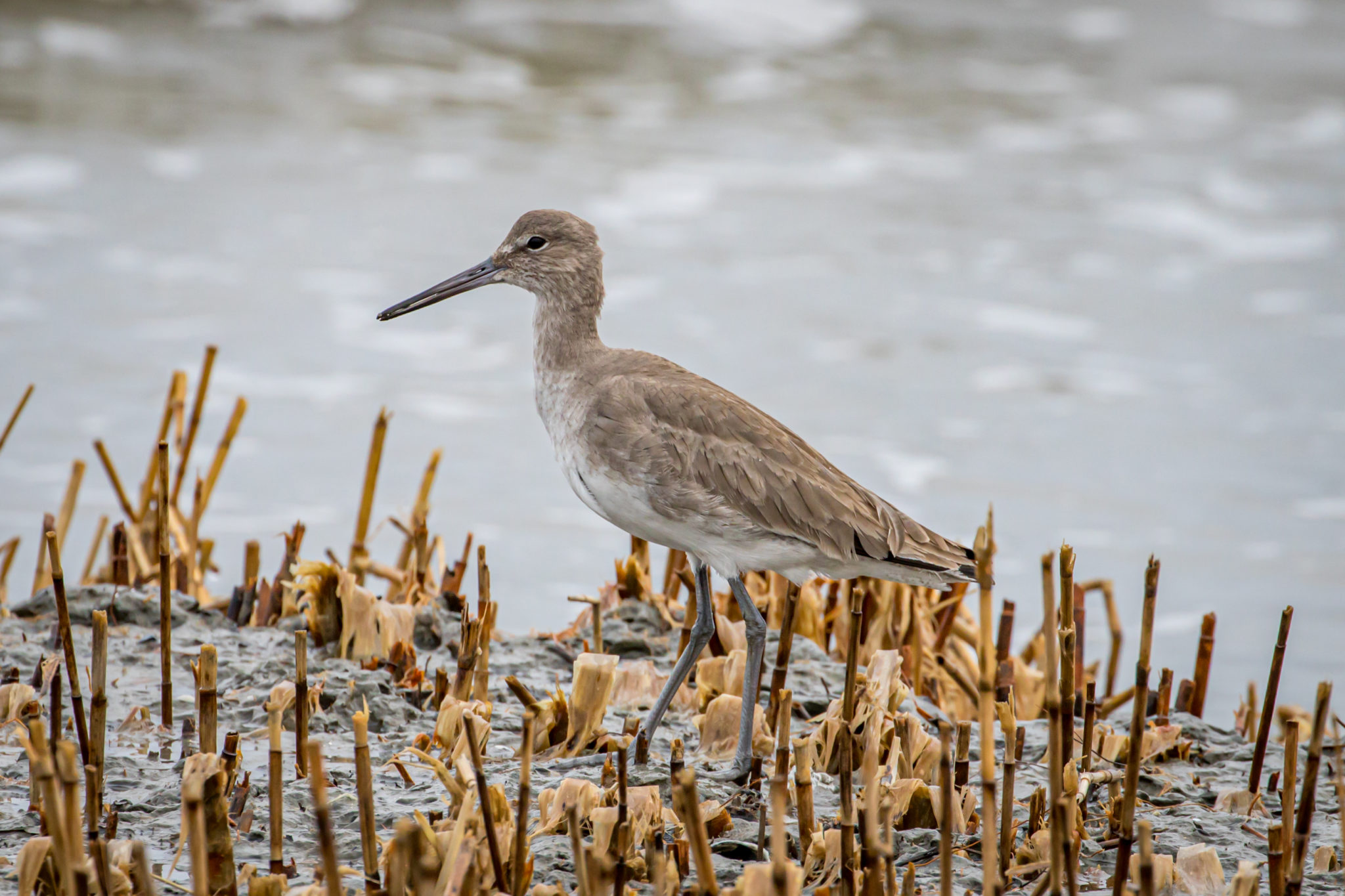 Willet or Won’t It | Great Bird Pics