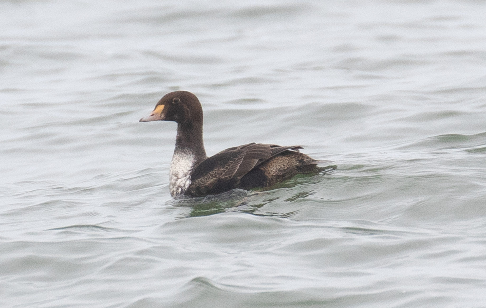 King Eider | Great Bird Pics
