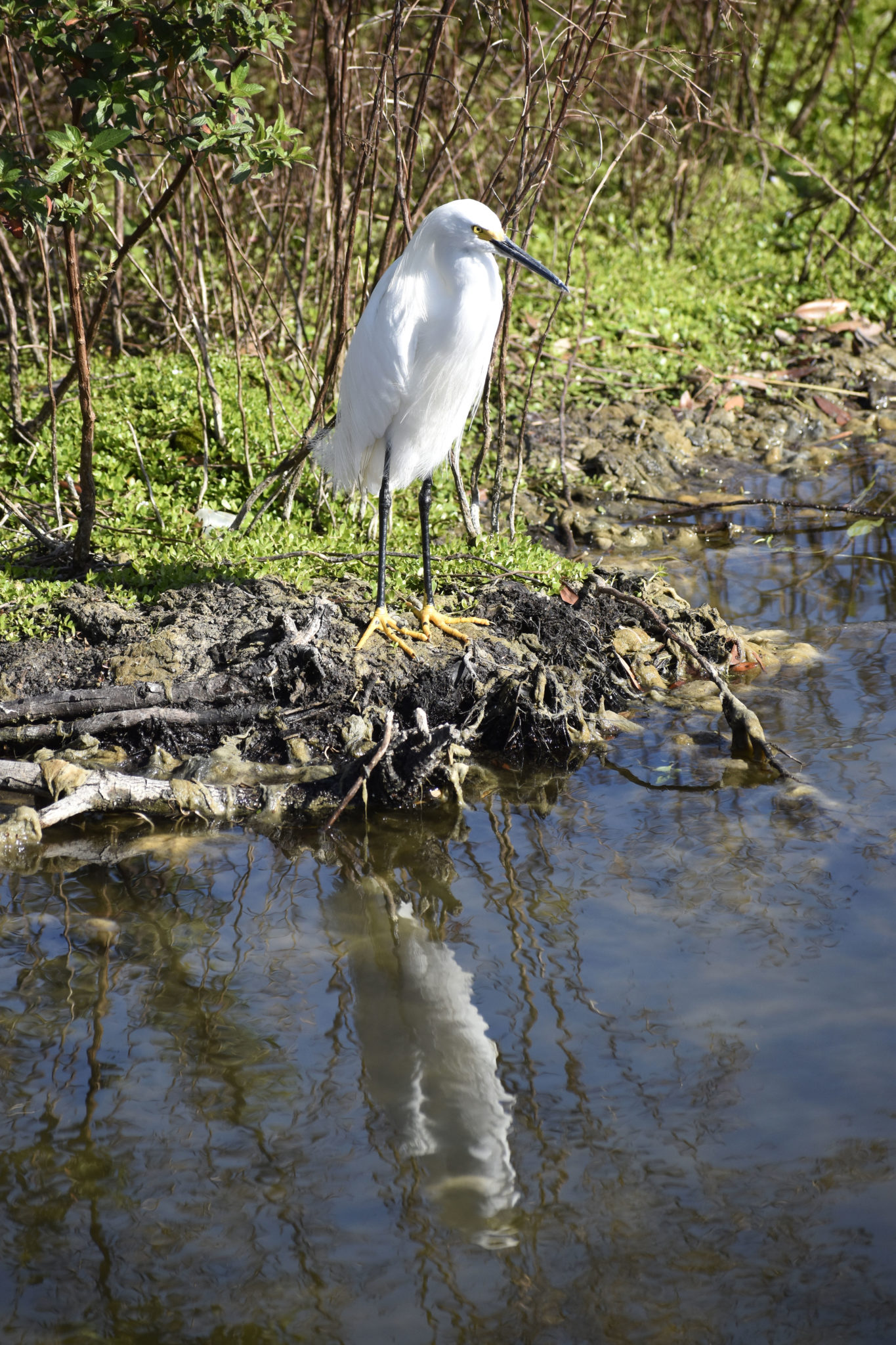 Snowy Egret on a Riverbank | Great Bird Pics
