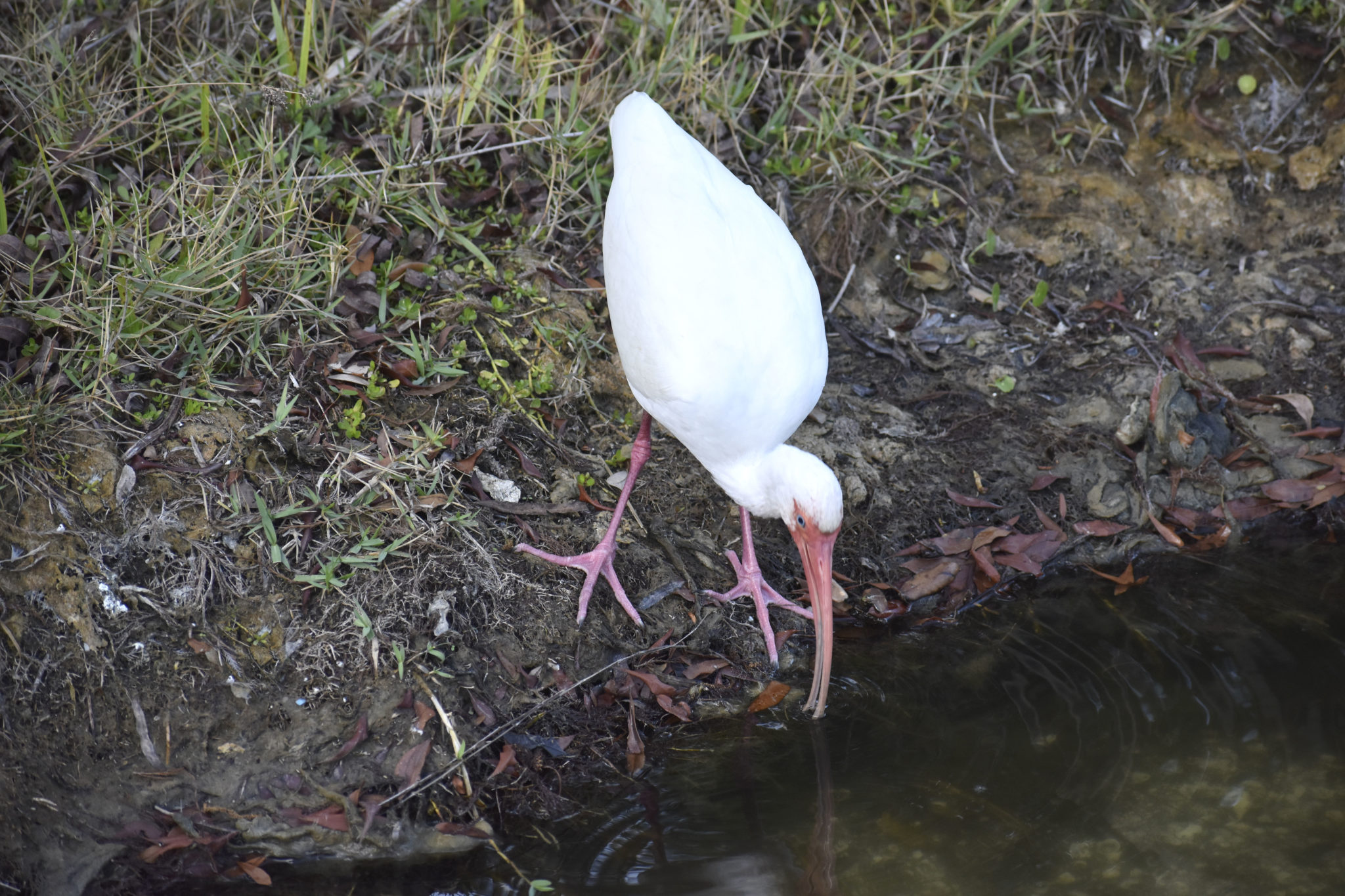 Ibis at Dinner | Great Bird Pics