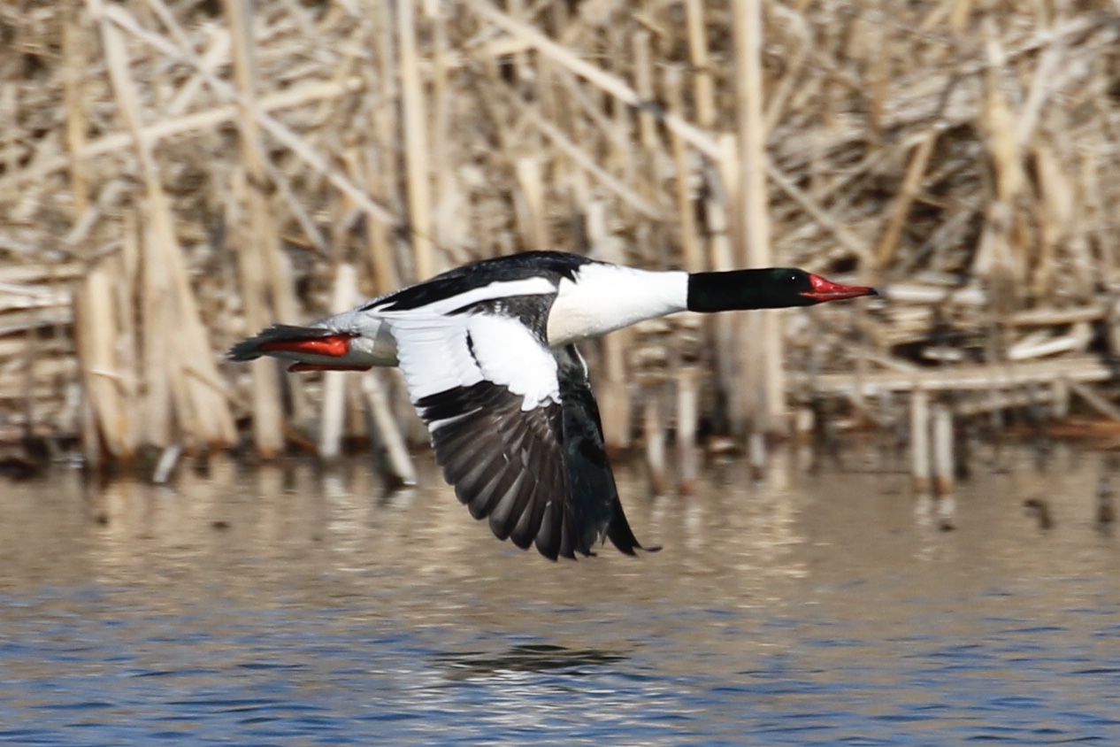 Skimming the surface | Great Bird Pics