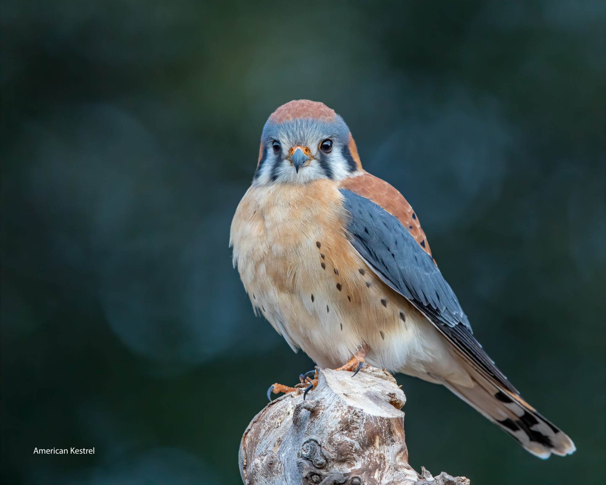 American Kestrel | Great Bird Pics