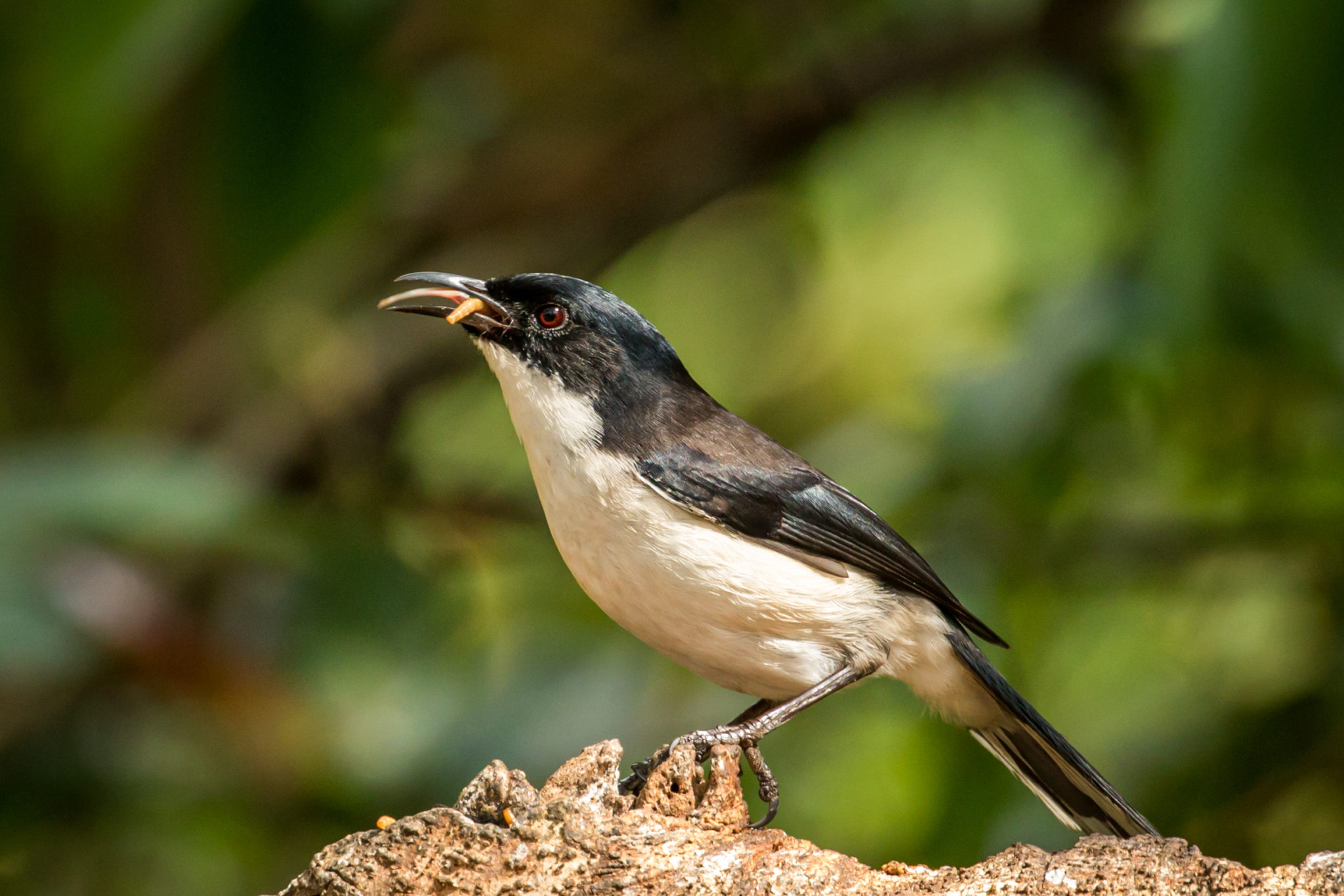 Mealy-mouth, Part 1 | Great Bird Pics