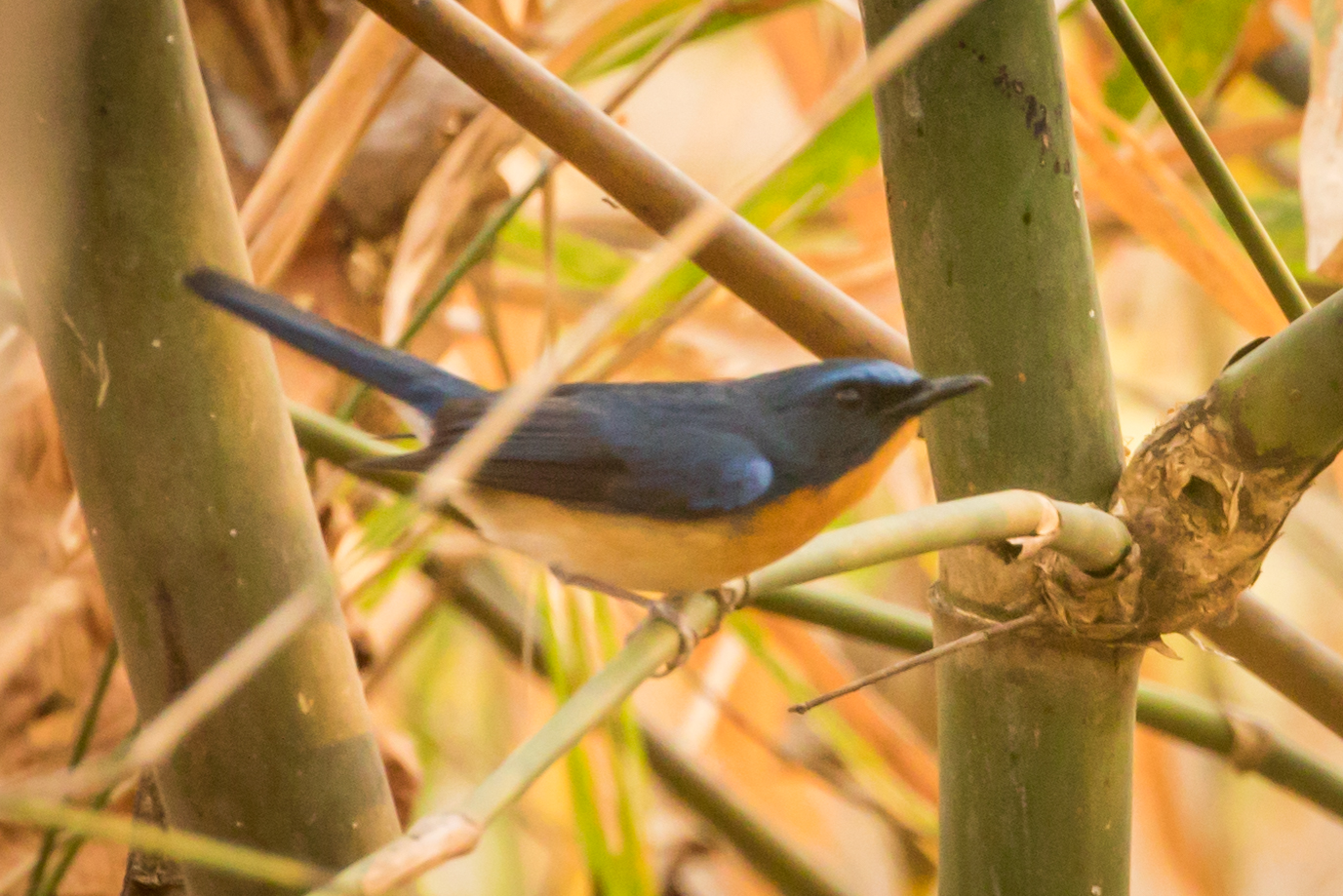 Ready for Flight | Great Bird Pics