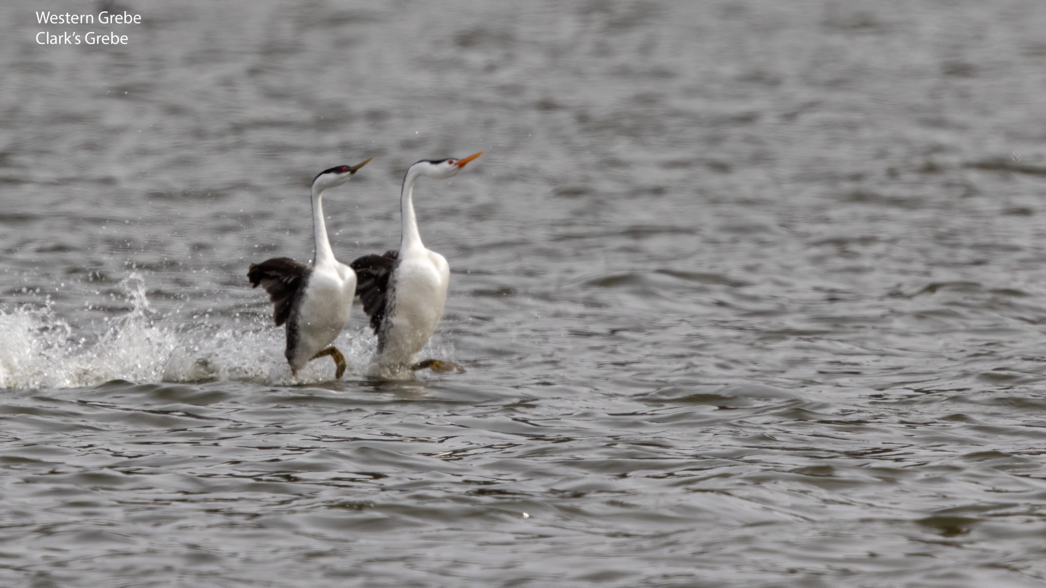 Mating Rush | Great Bird Pics