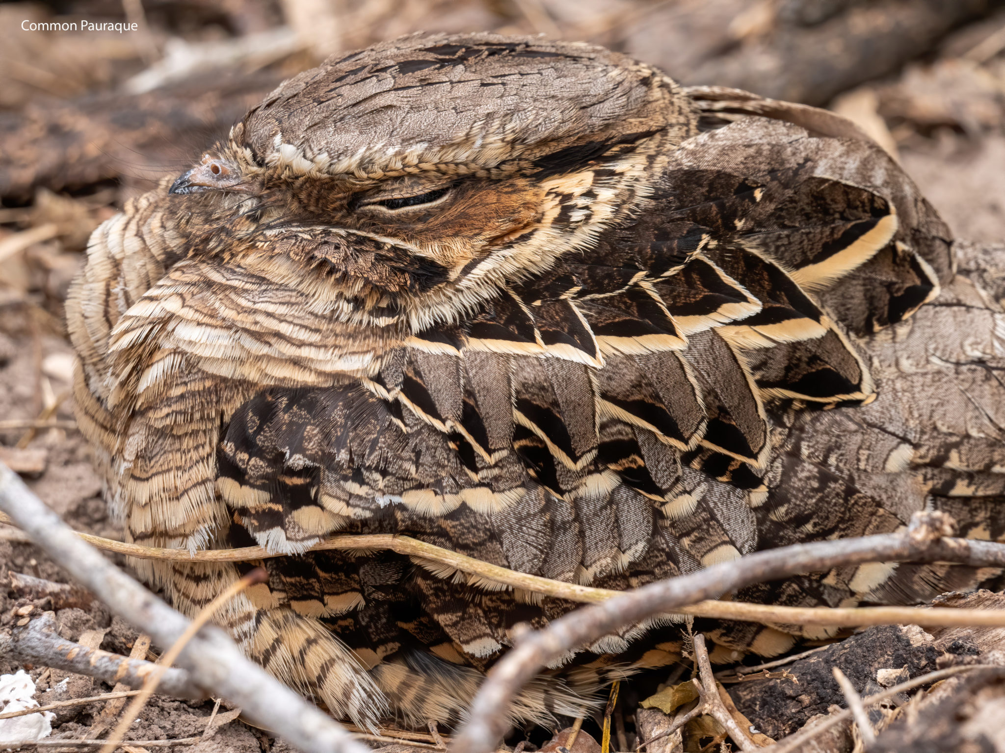A master of camouflage | Great Bird Pics