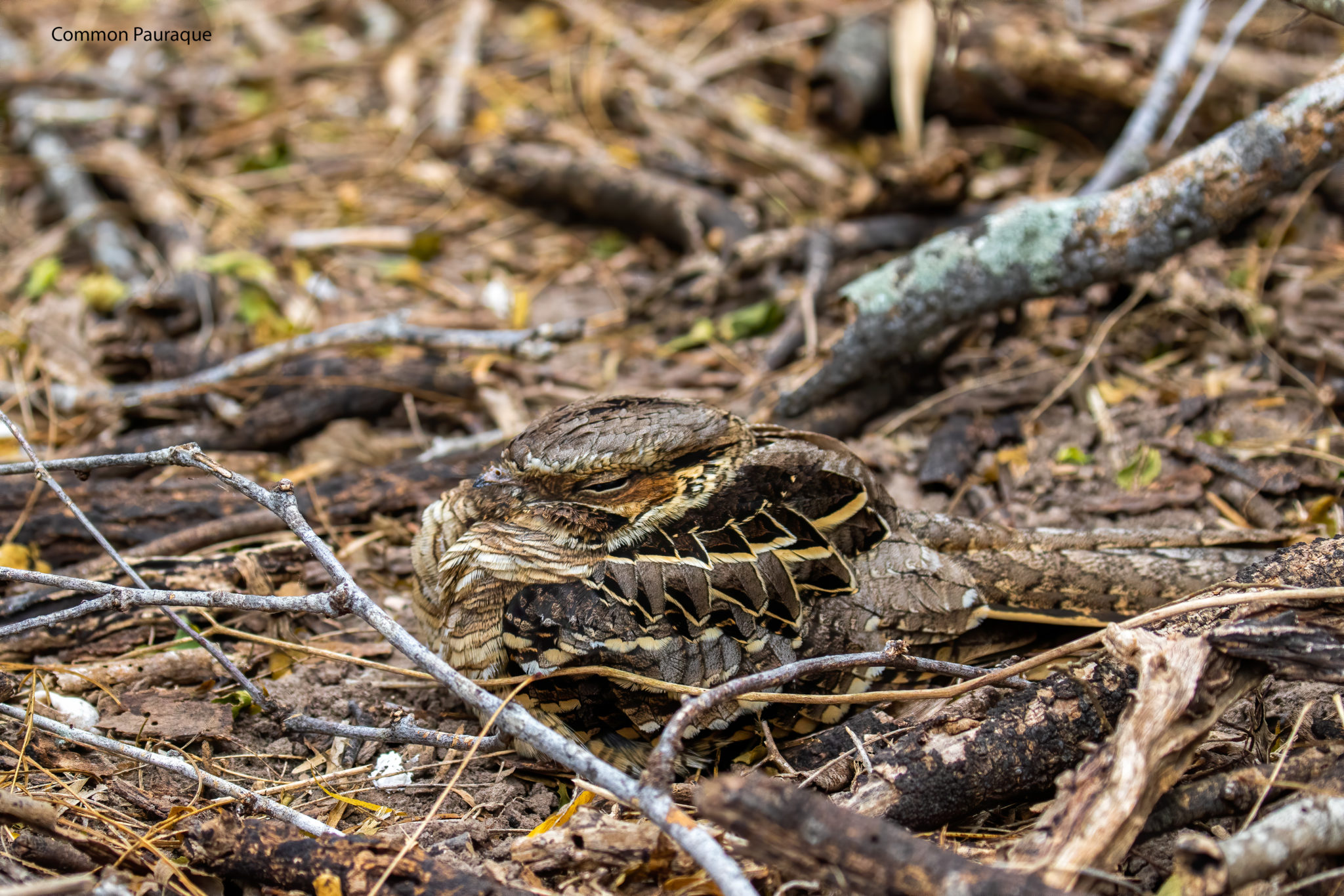 Follow up Common Pauraque | Great Bird Pics