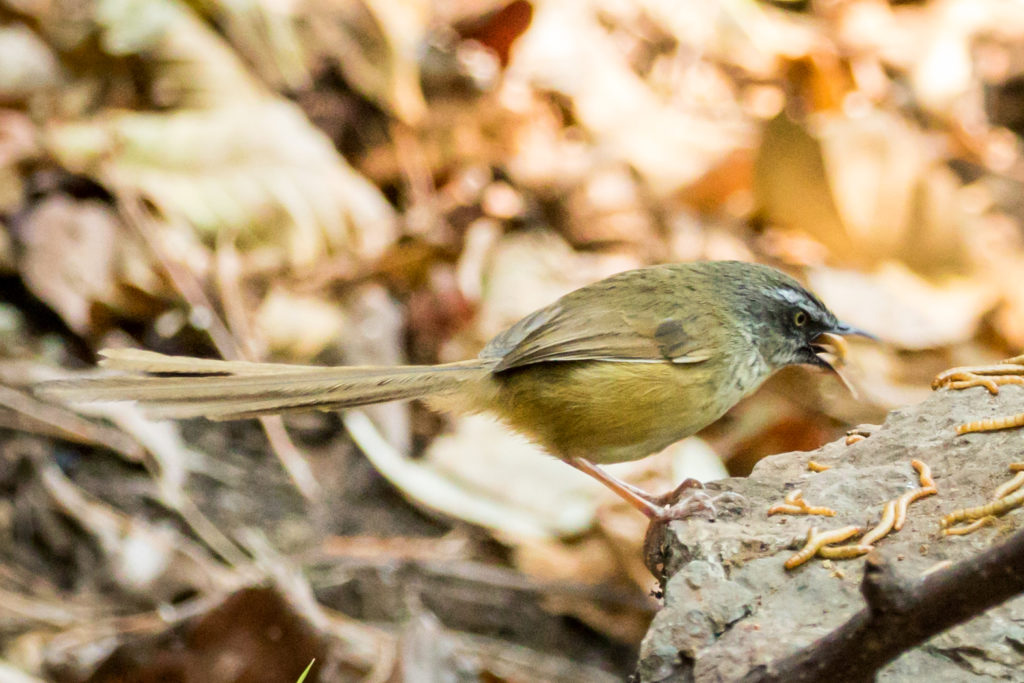 Mealy-mouth, Part 2 | Great Bird Pics
