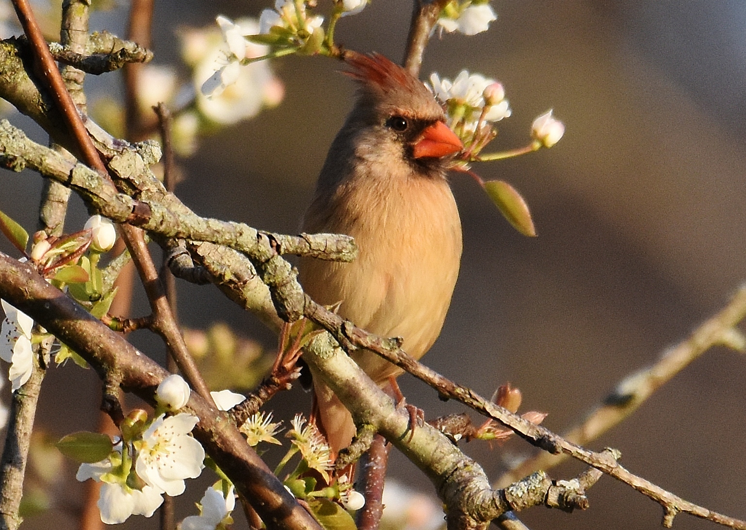 Northern Cardinal | Great Bird Pics