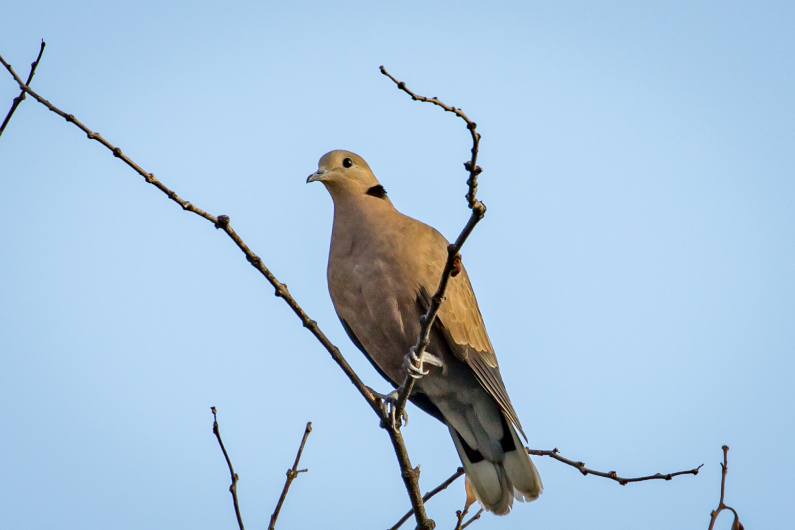 A Collared of a Different Color | Great Bird Pics