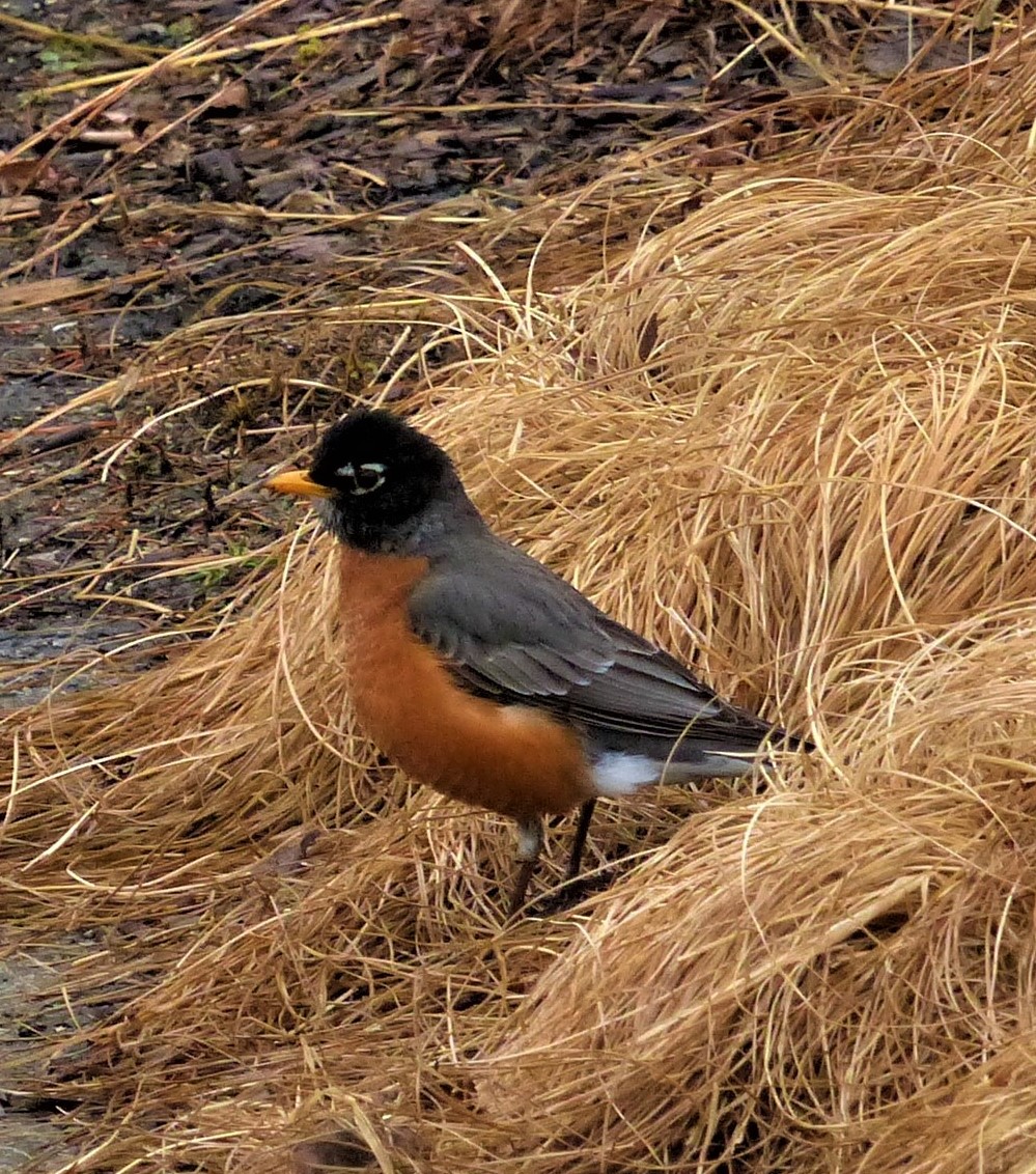 Robin in the dry grass. | Great Bird Pics