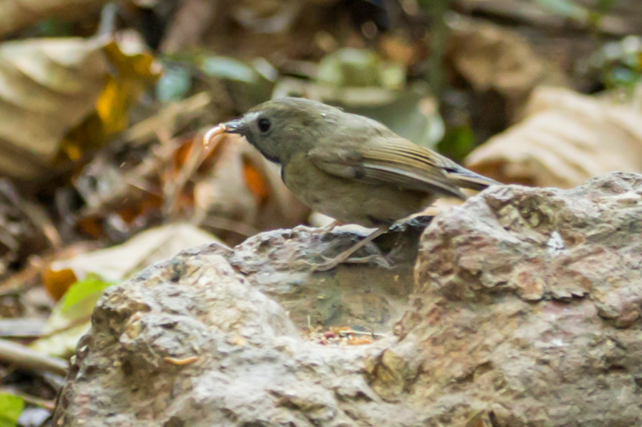 Mealy-mouth, Part 4 | Great Bird Pics