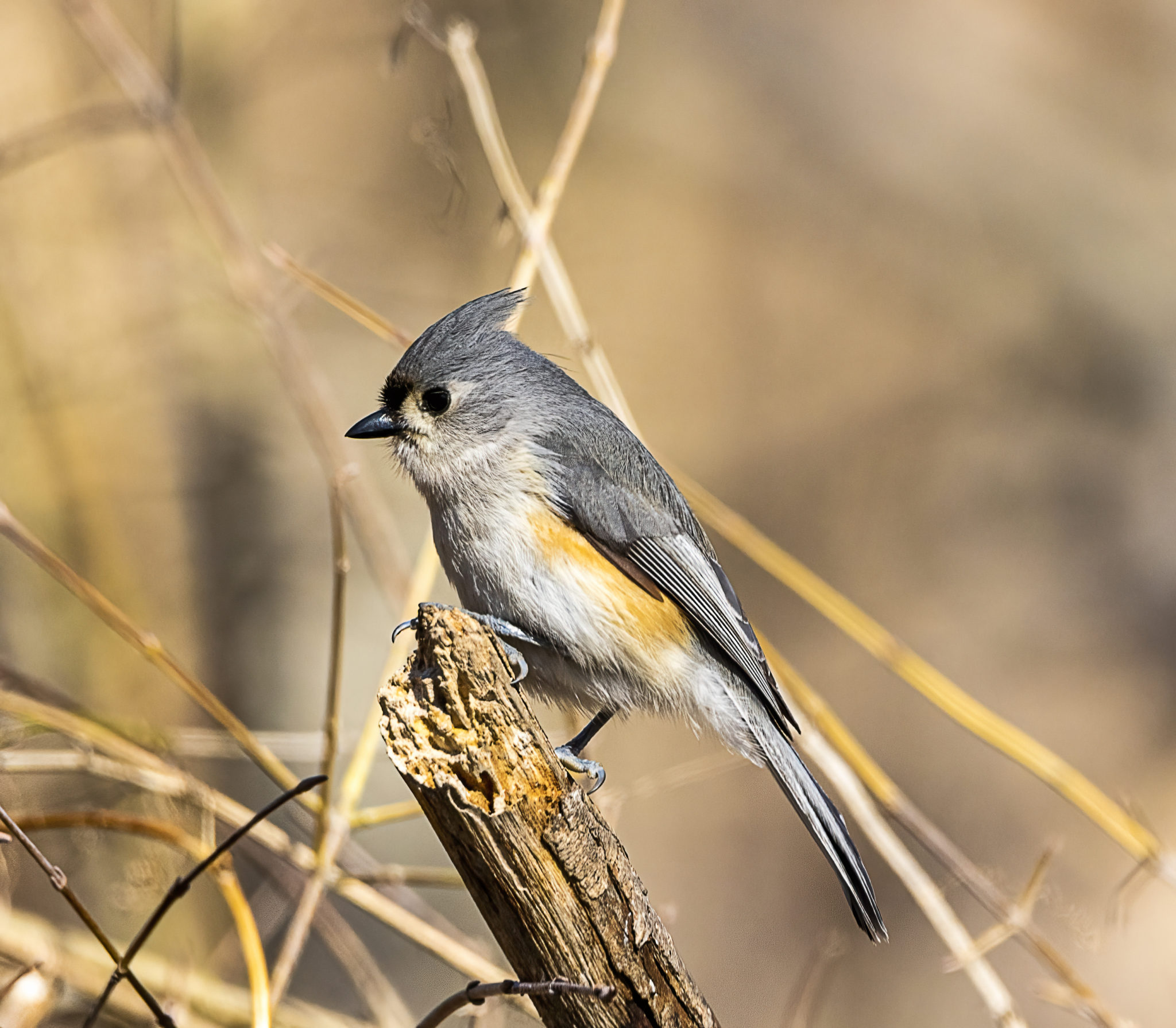 Tufted Titmouse | Great Bird Pics