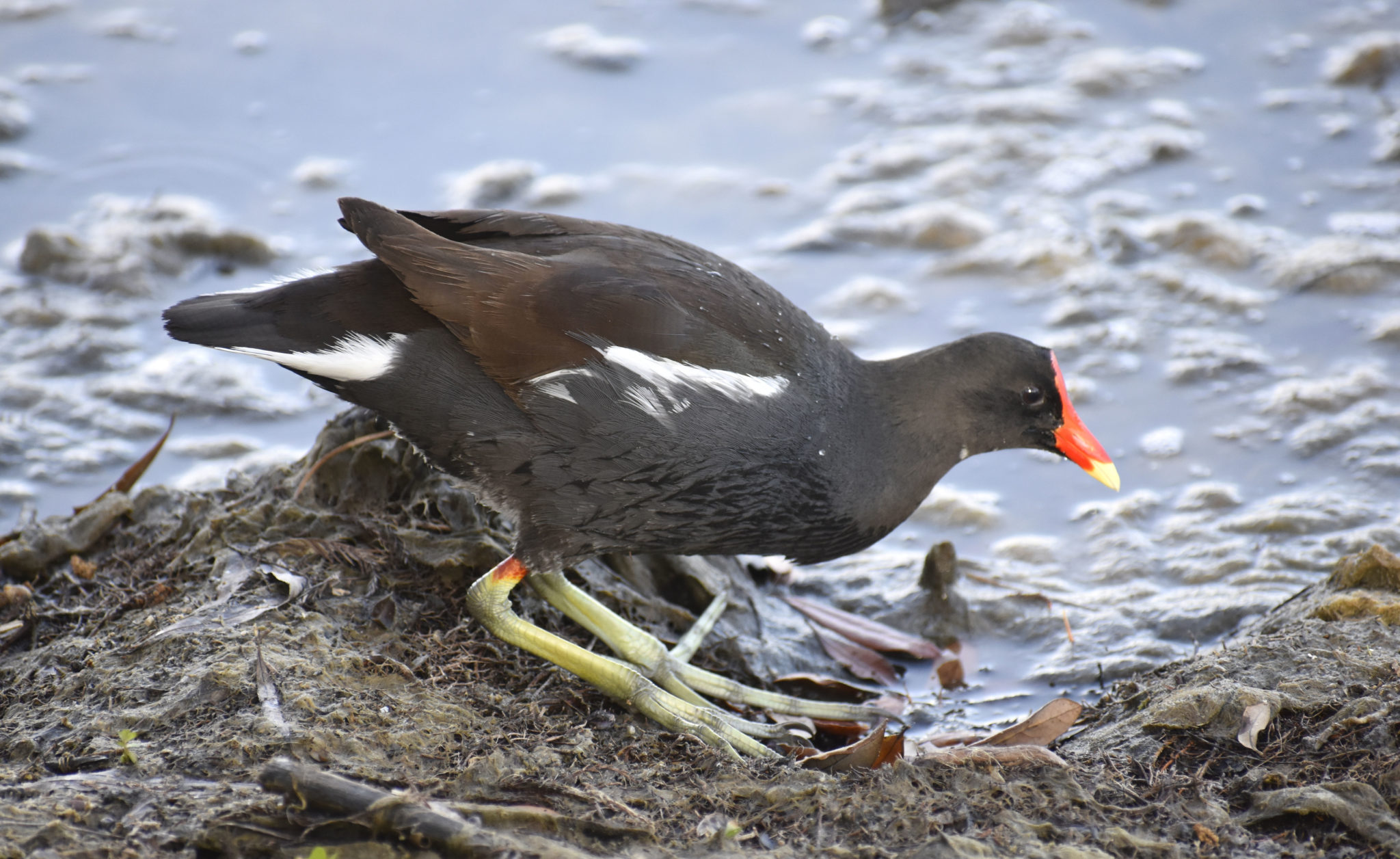 Gallinule at Water’s Edge | Great Bird Pics