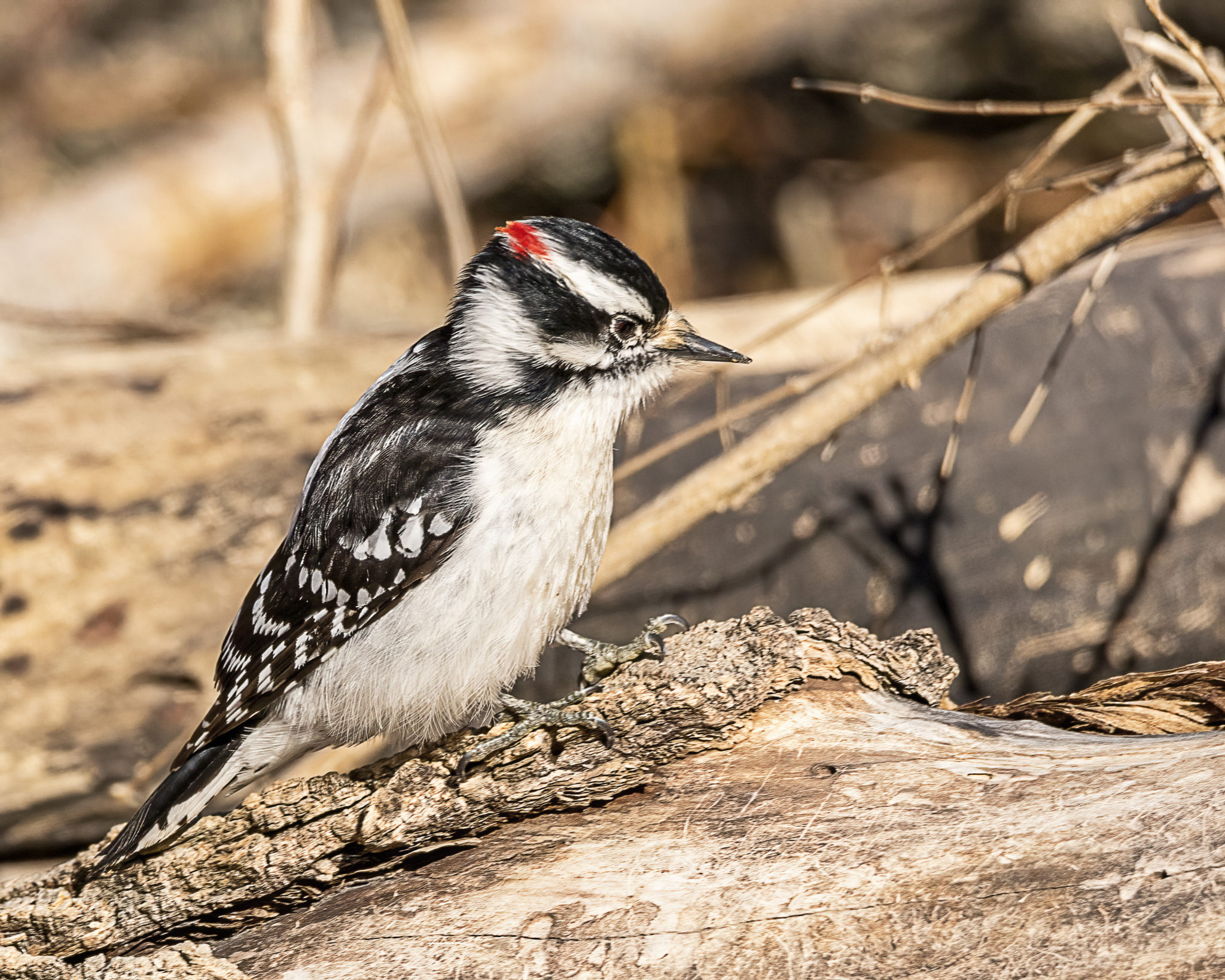 Downy Woodpecker | Great Bird Pics