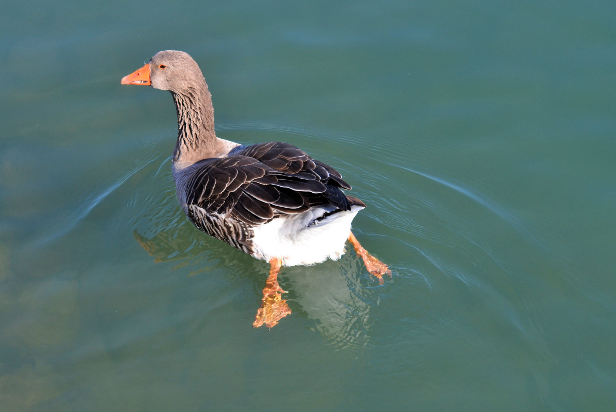 Swimming Goose | Great Bird Pics