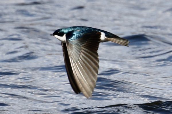Swallow skimming the surface | Great Bird Pics