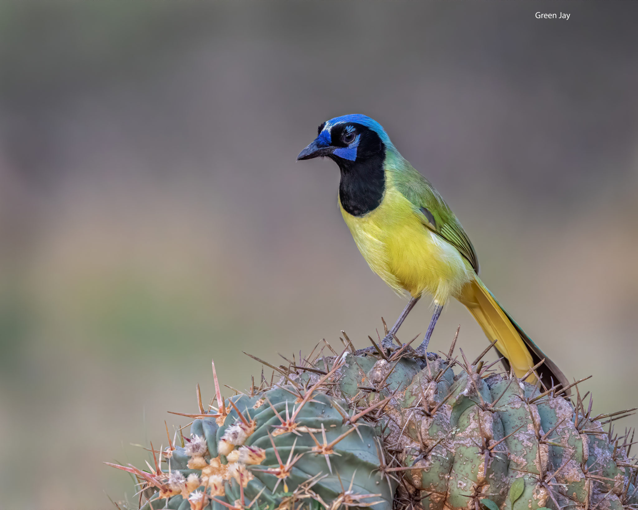 Sometimes the same species of bird looks totally different in different ...