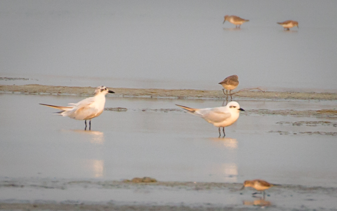 It’s a Bird! It’s a Gull! It’s a Tern! | Great Bird Pics
