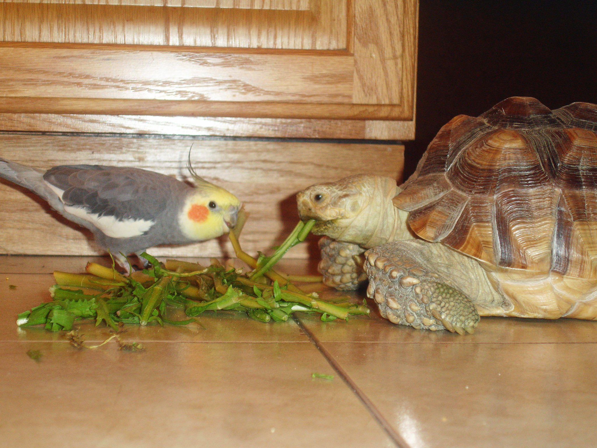 These dandelions are good! | Great Bird Pics