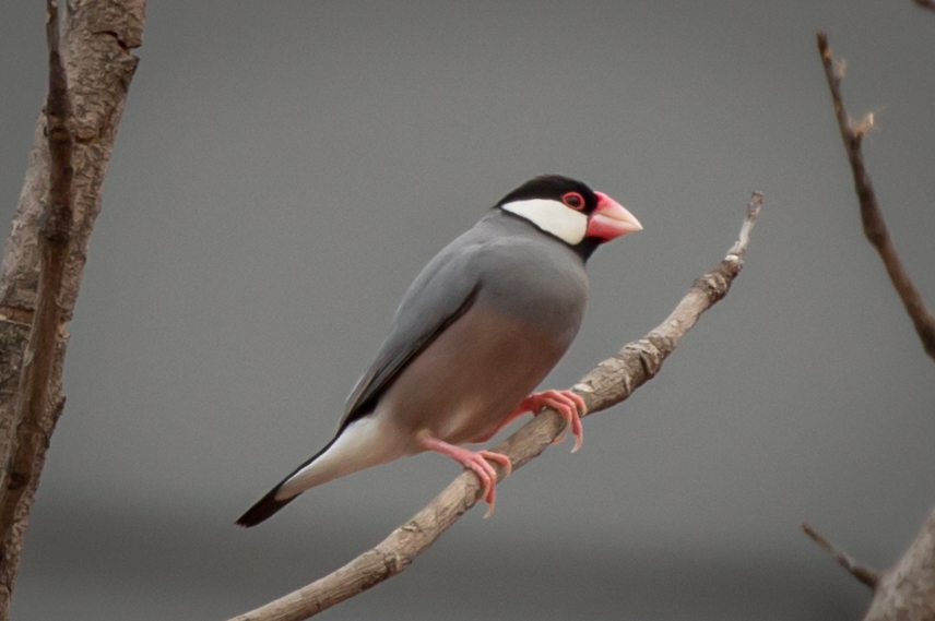 Matching Bill and Feet | Great Bird Pics