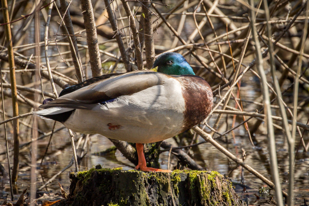 Look Me In the Eye, Mallard Part 1 | Great Bird Pics