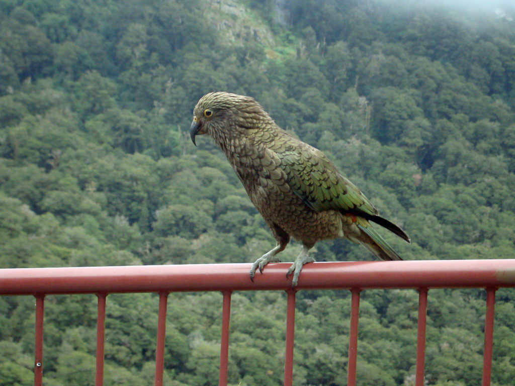 Ikea | Great Bird Pics