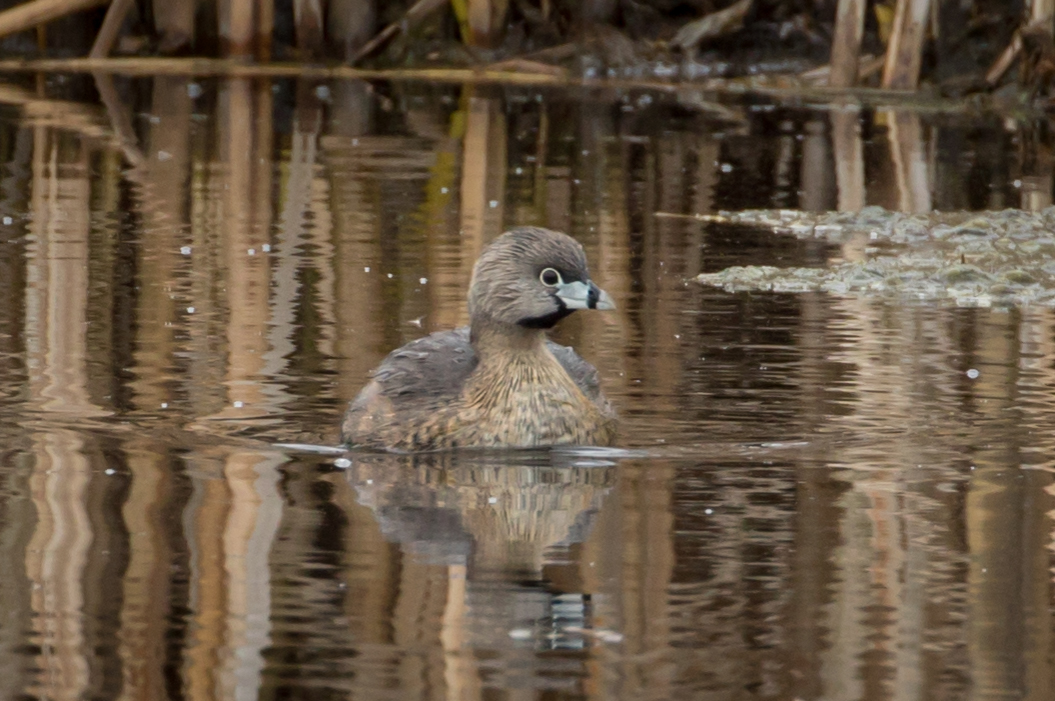 Cute and Reflective | Great Bird Pics