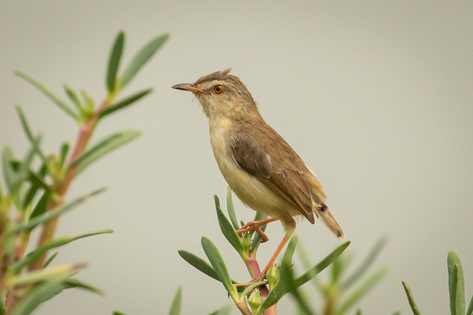 Plain but Beautiful | Great Bird Pics