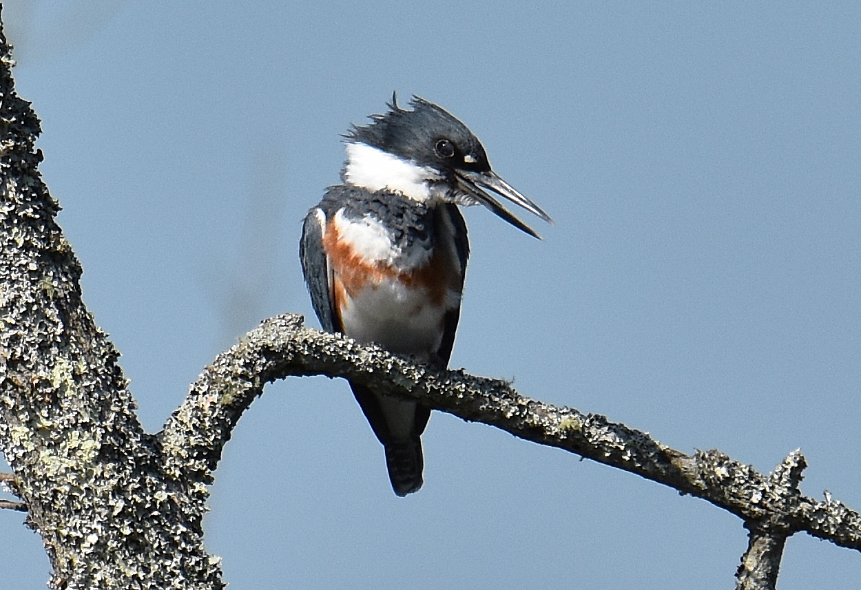 Belted Kingfisher | Great Bird Pics