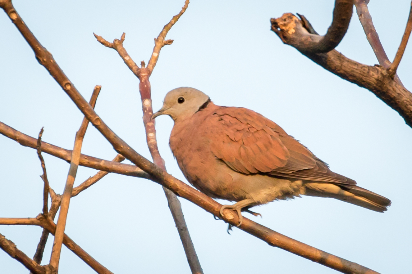 Sunrise Enhances The Red | Great Bird Pics