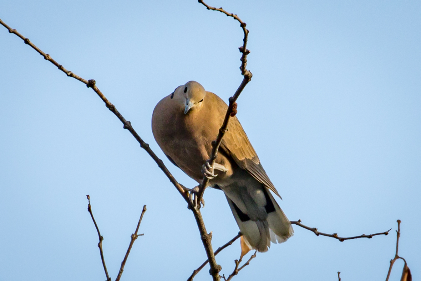 Only One, But… | Great Bird Pics