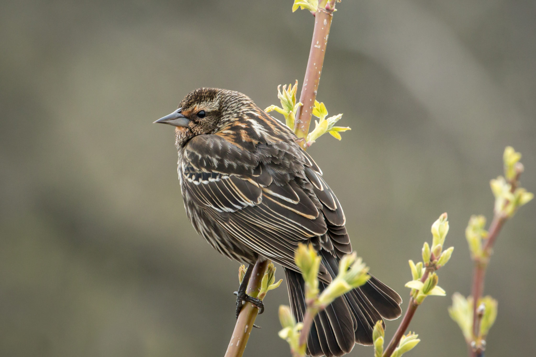 Beautiful Female | Great Bird Pics