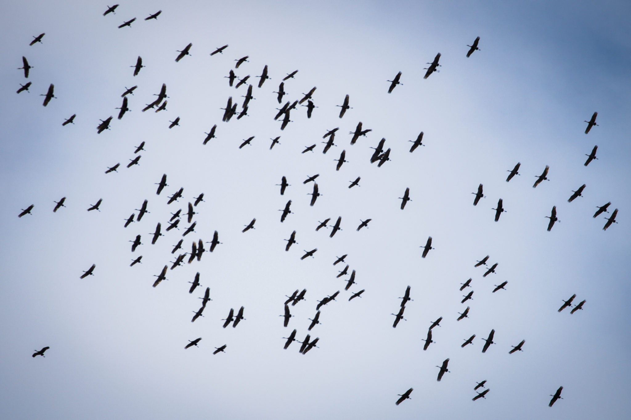 Crowded Skies | Great Bird Pics