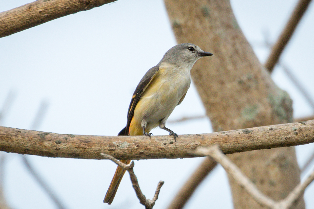 Hints of Color | Great Bird Pics