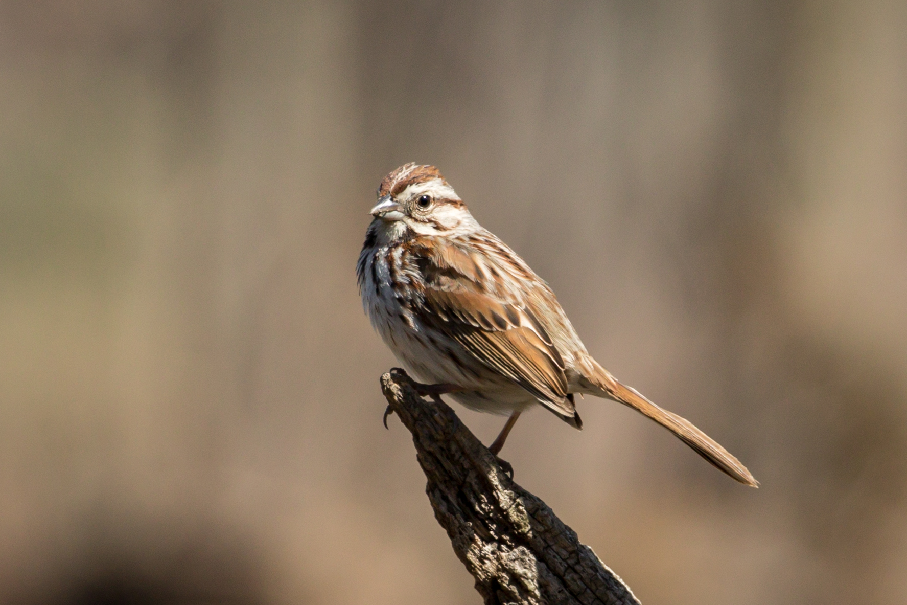 Not Singing, But Still Pretty | Great Bird Pics