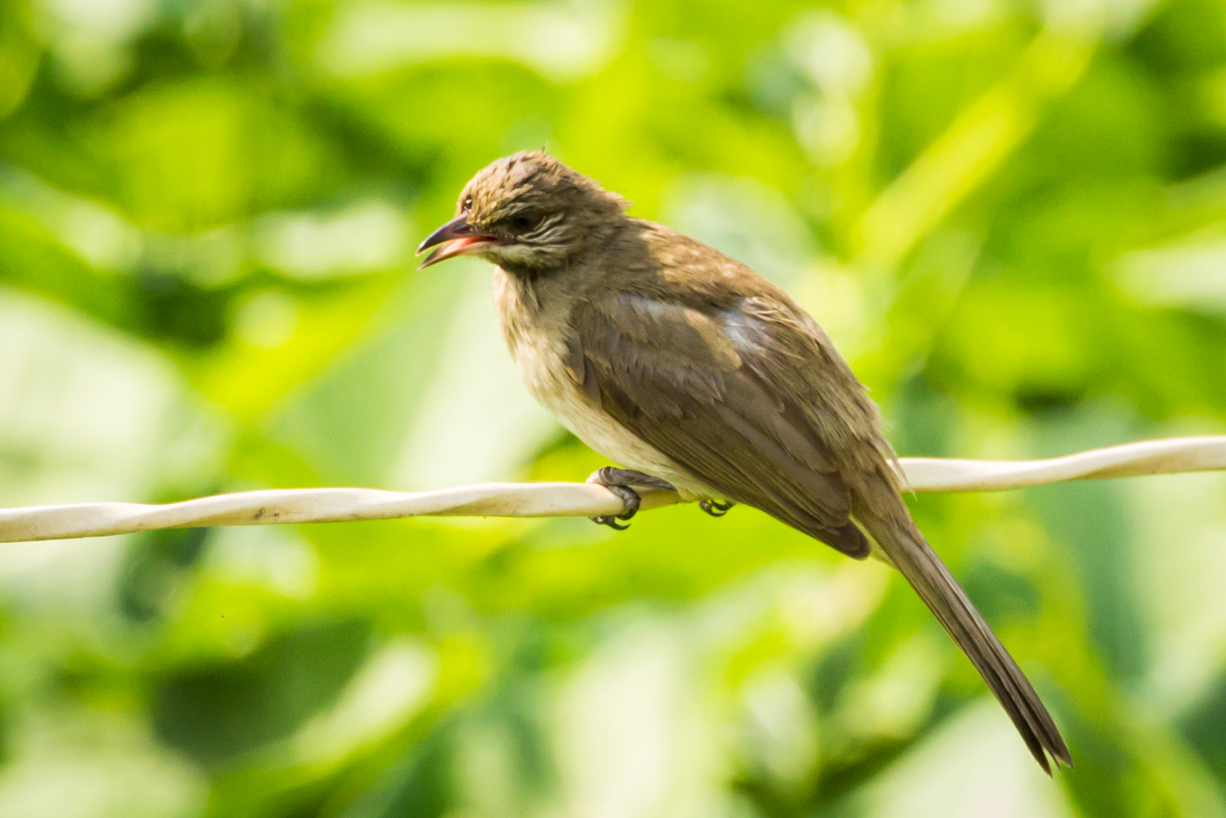 Sing a Little Song | Great Bird Pics