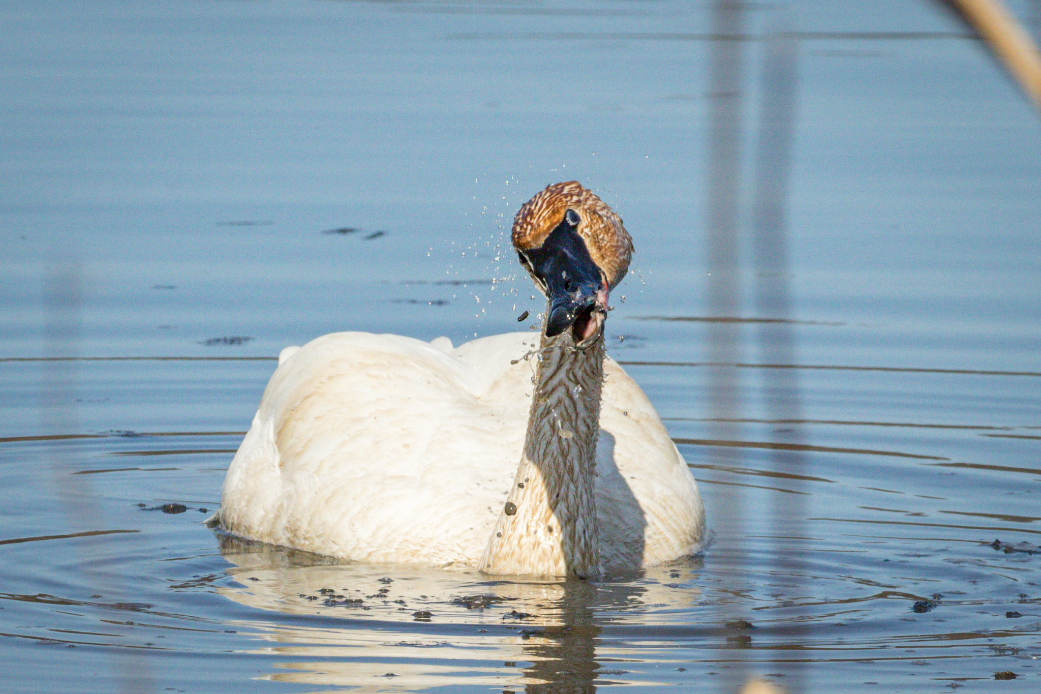 Messy Eater | Great Bird Pics