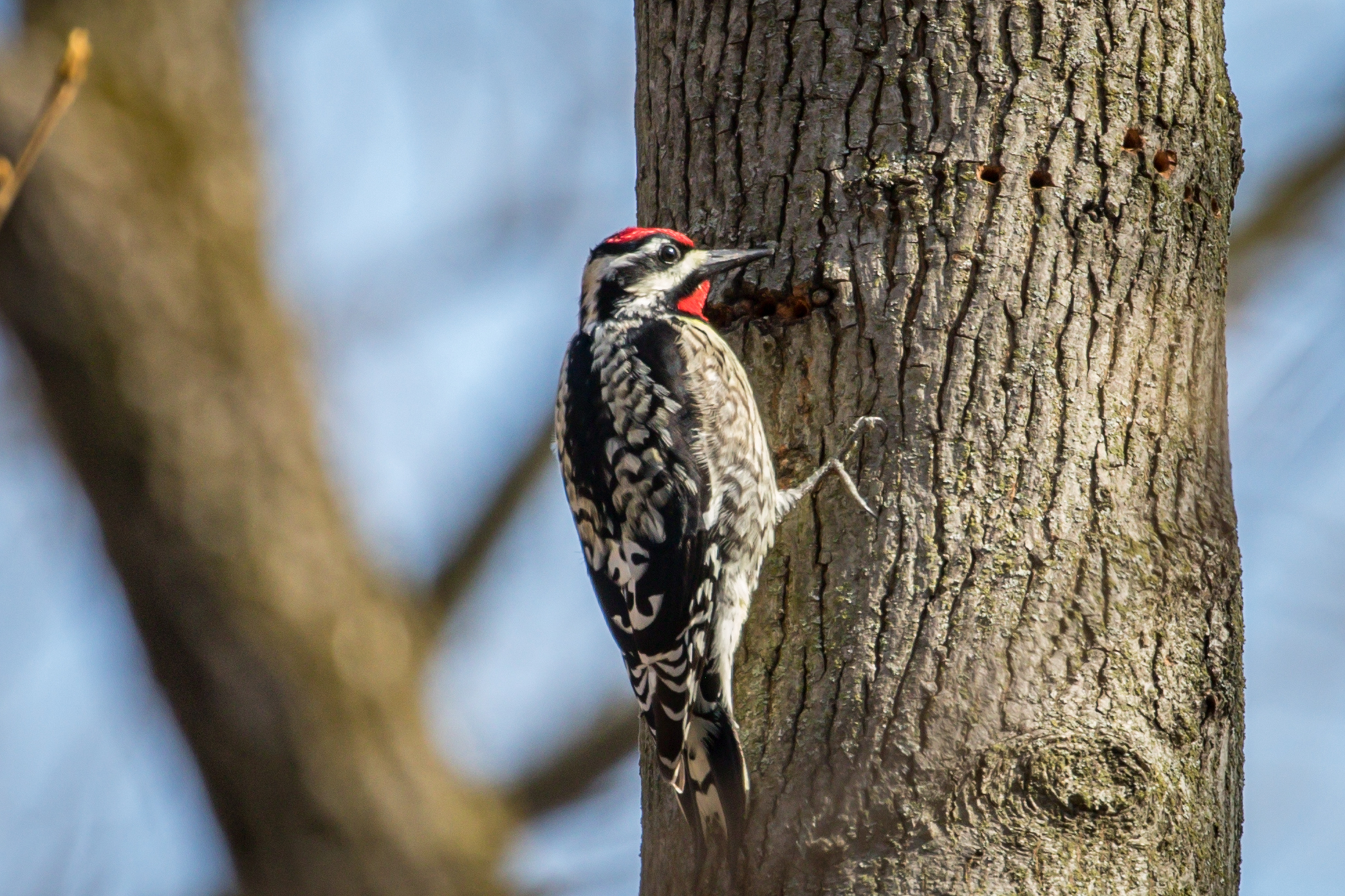 Look Me In The Eye – Sapsucker Part 1 | Great Bird Pics