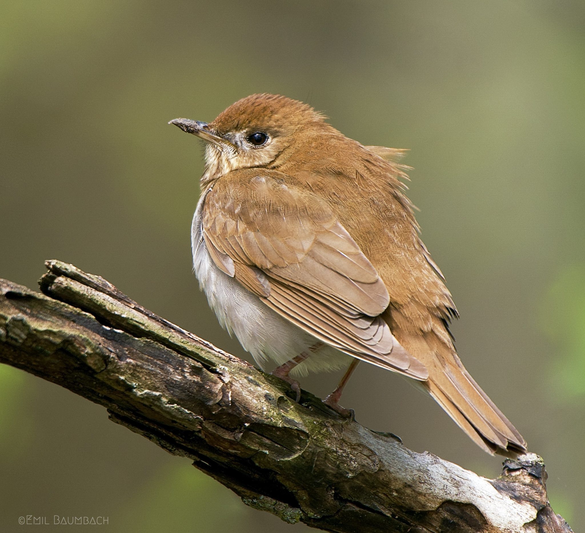 Veery | Great Bird Pics