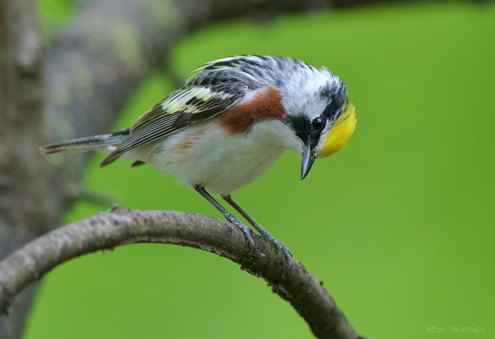 Eyeing a bug., | Great Bird Pics
