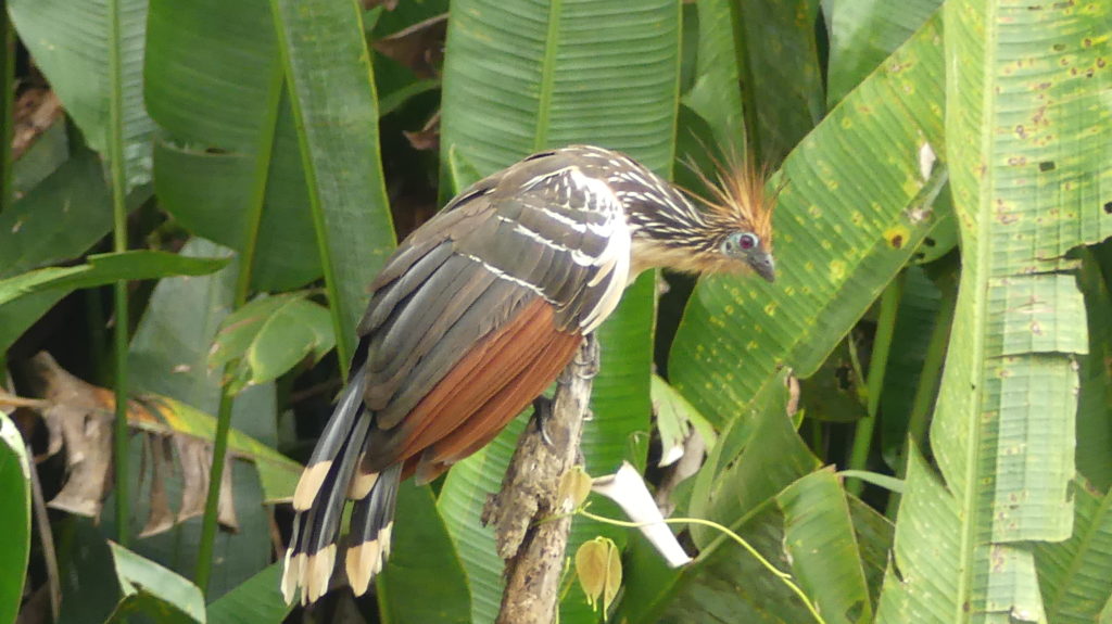 Another, strange looking, noisy bird | Great Bird Pics