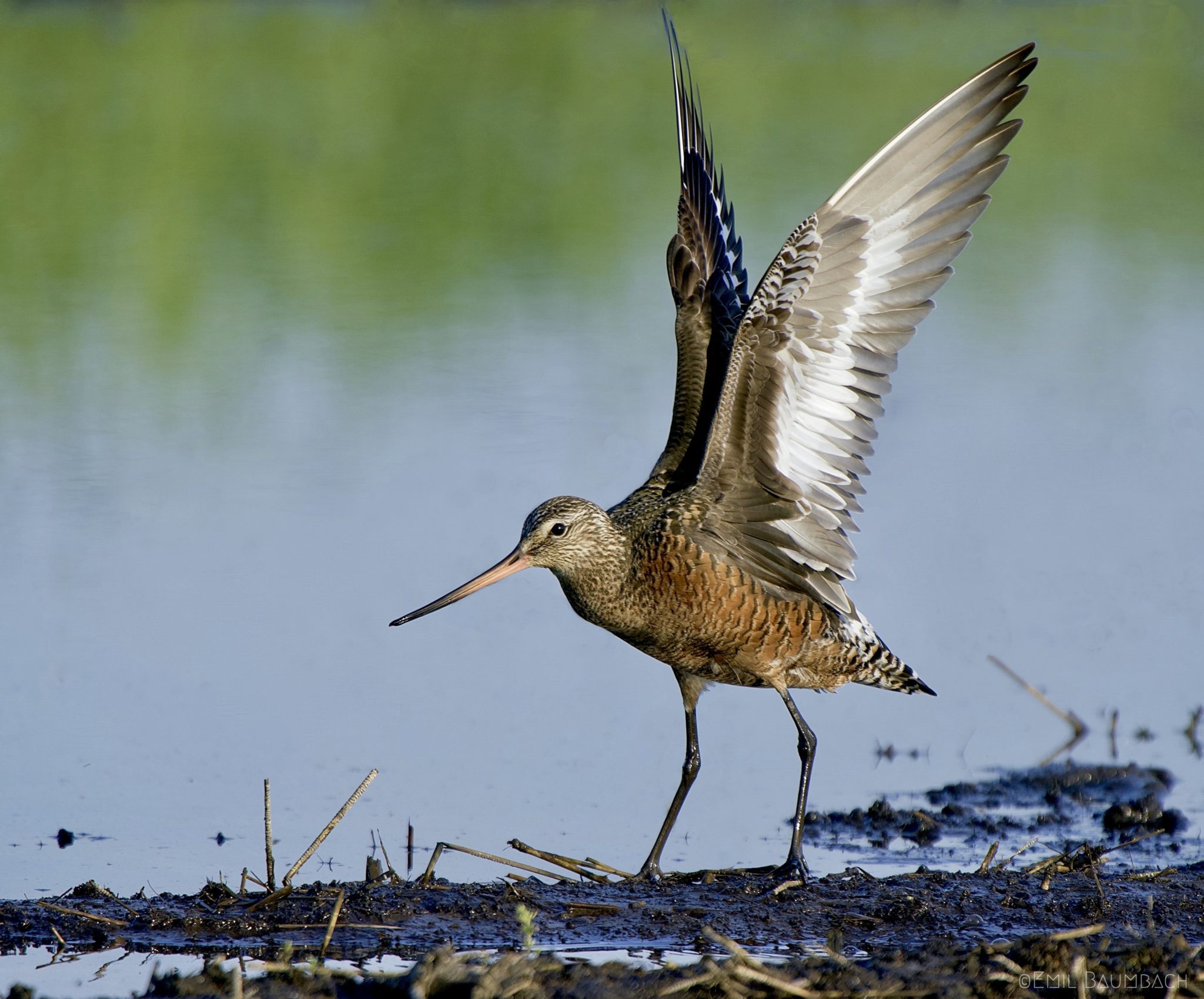 Hudsonian Godwit | Great Bird Pics